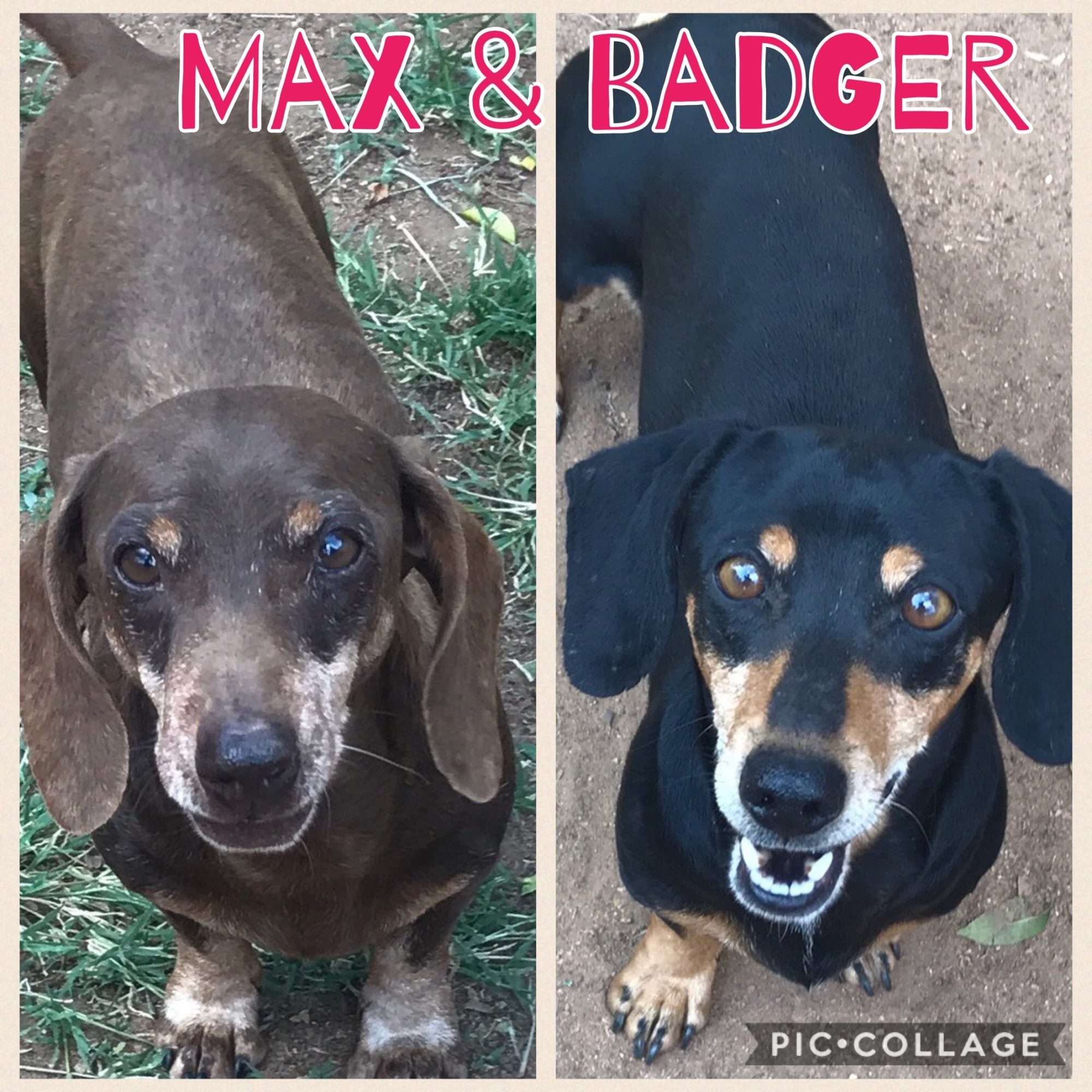 MAX & BADGER - DogTownSA