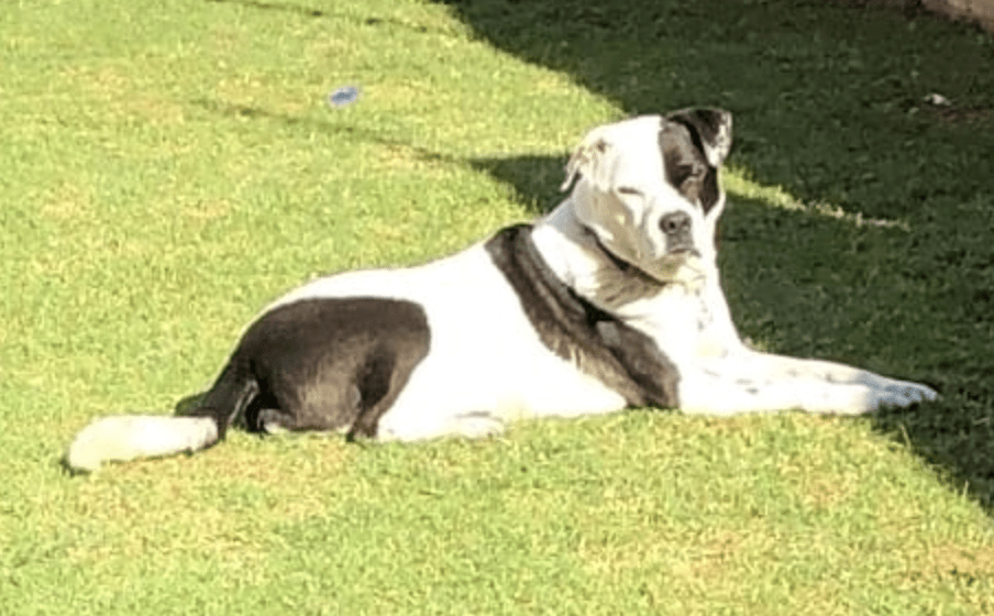 Dexter (Happy) - DogTownSA