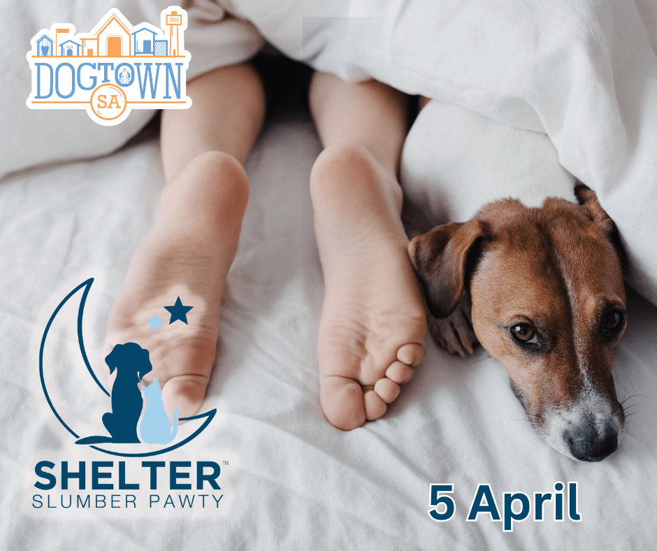 24Hr Slumber Pawty - 2025 - DogTownSA